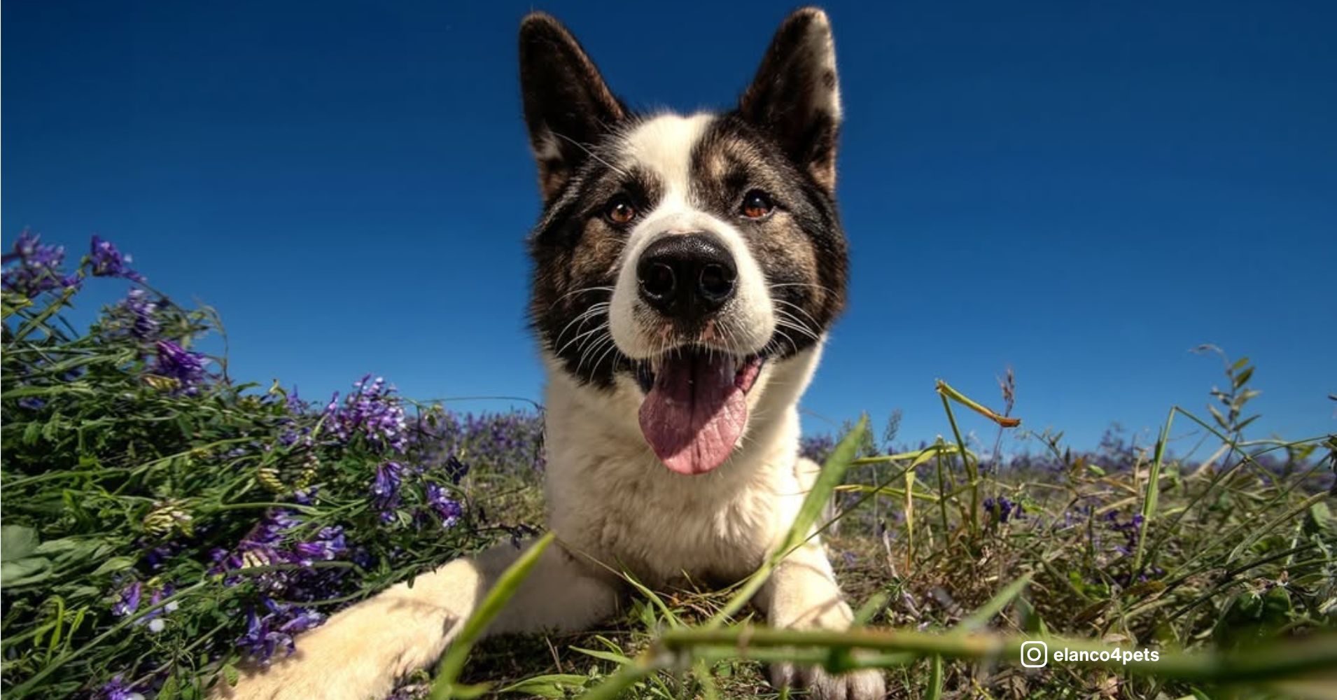 18 Independent Dog Breeds That Are Perfect for Busy Lifestyles - Epic ...