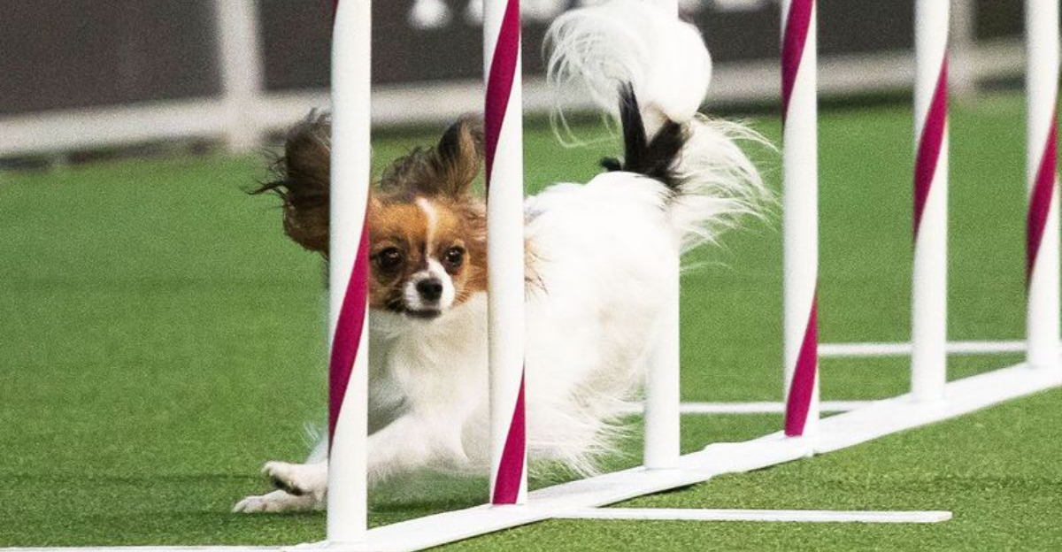 18 Smartest Dog Breeds Ranked by Experts — See Which One Is Number 1 ...