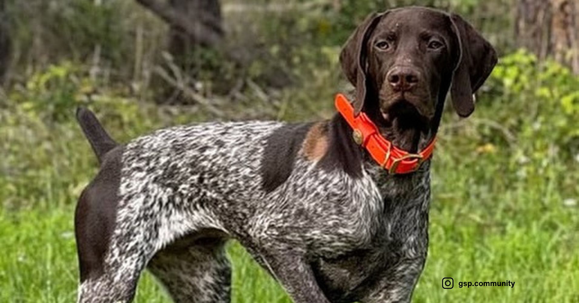 19 Dog Breeds That Share Traits with German Shorthaired Pointers - Epic ...