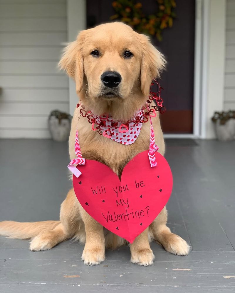19 Loving Dog Breeds That Only Want One Thing — Your Love - Epic dogs tales
