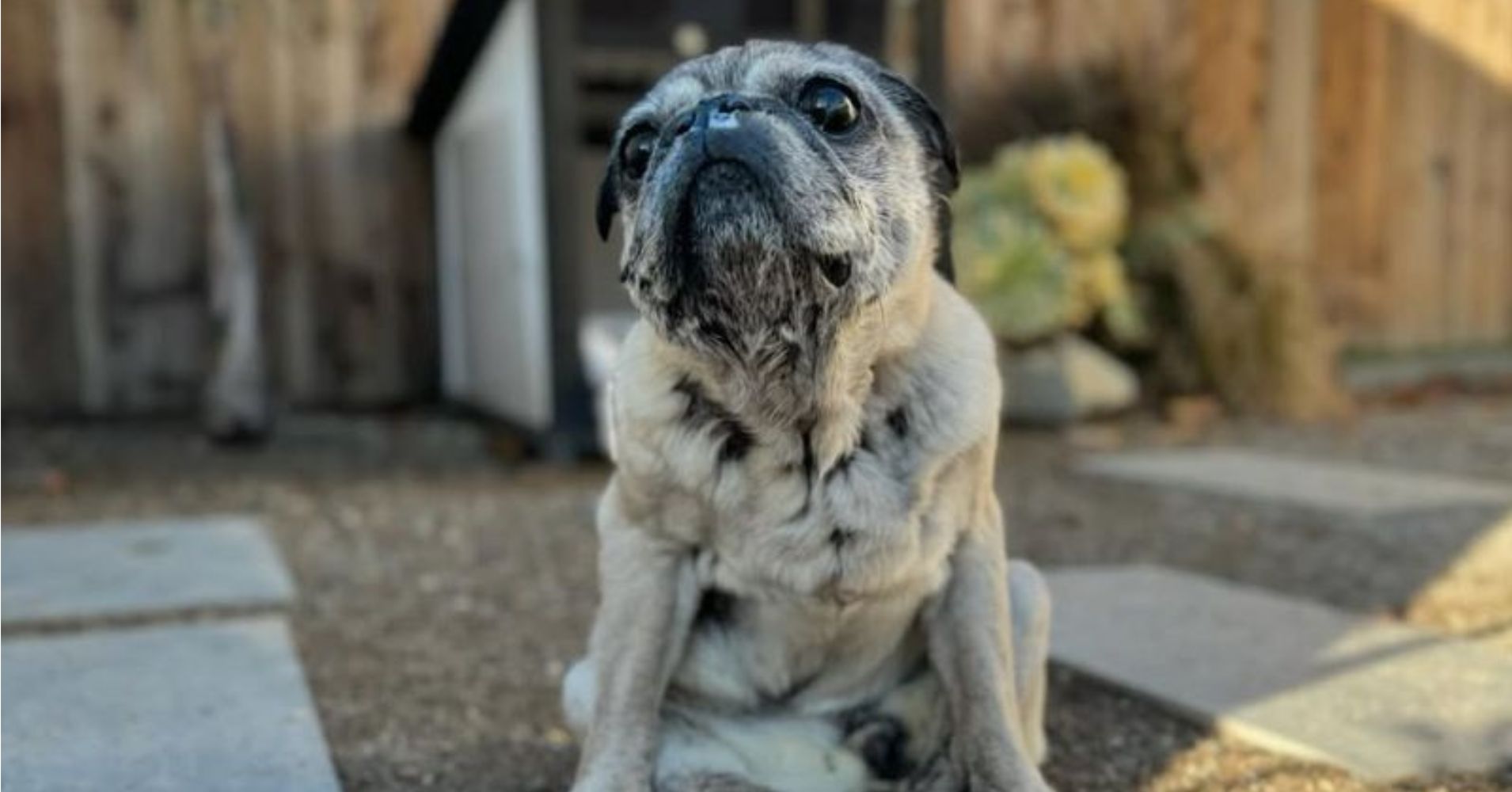 19 Rescue-Friendly Dog Breeds That Show Endless Gratitude for a Second ...