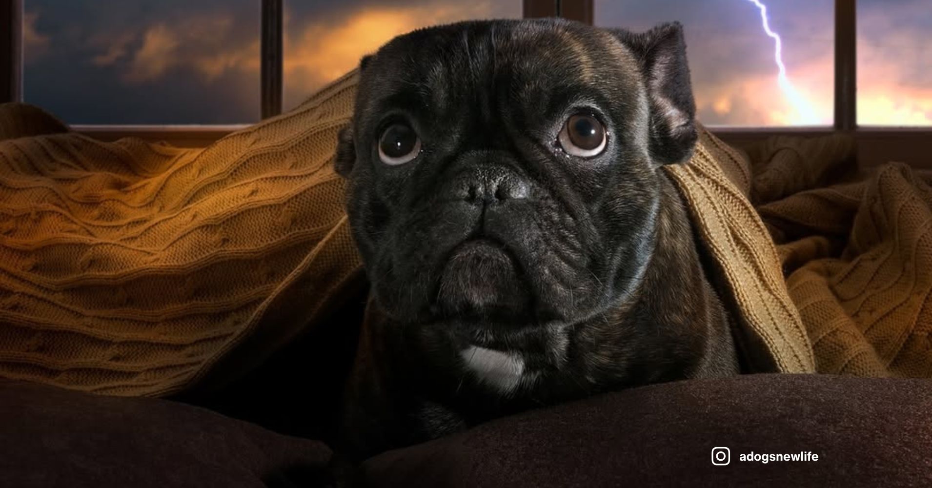 19 Ways to Soothe Your Dog’s Fear of Thunderstorms and Keep Them Calm ...