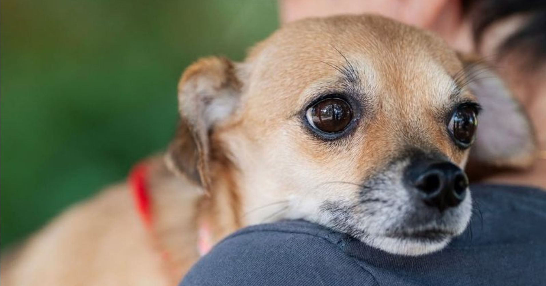 20 Compassionate Dog Breeds That Are Always There to Comfort You - Epic ...