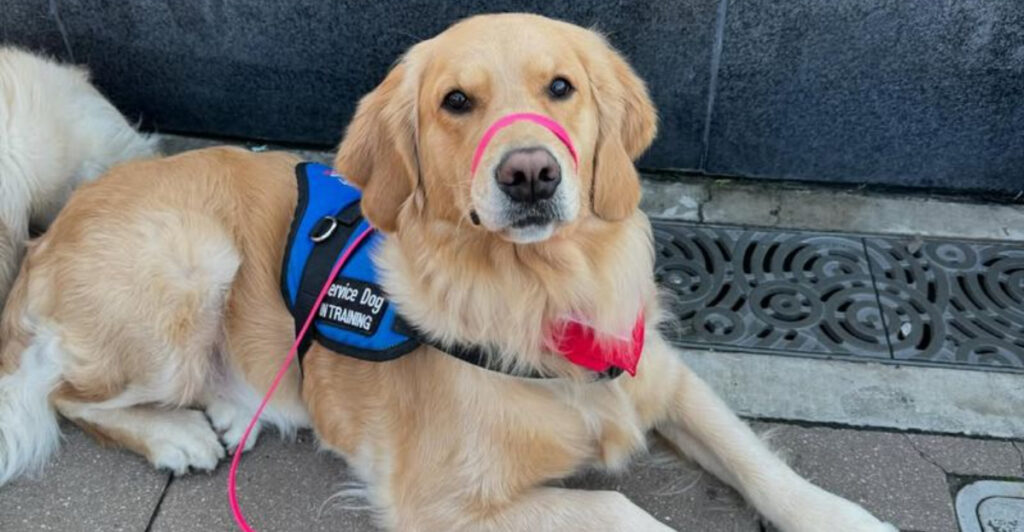 20 Hardworking Dog Breeds That Thrive When Given a Purpose - Epic dogs ...