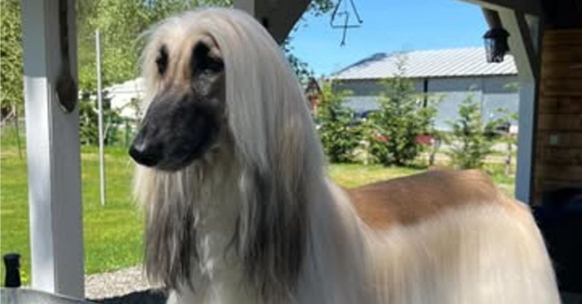 20 High-Maintenance Dog Breeds That Come with a Hefty Price Tag - Epic ...