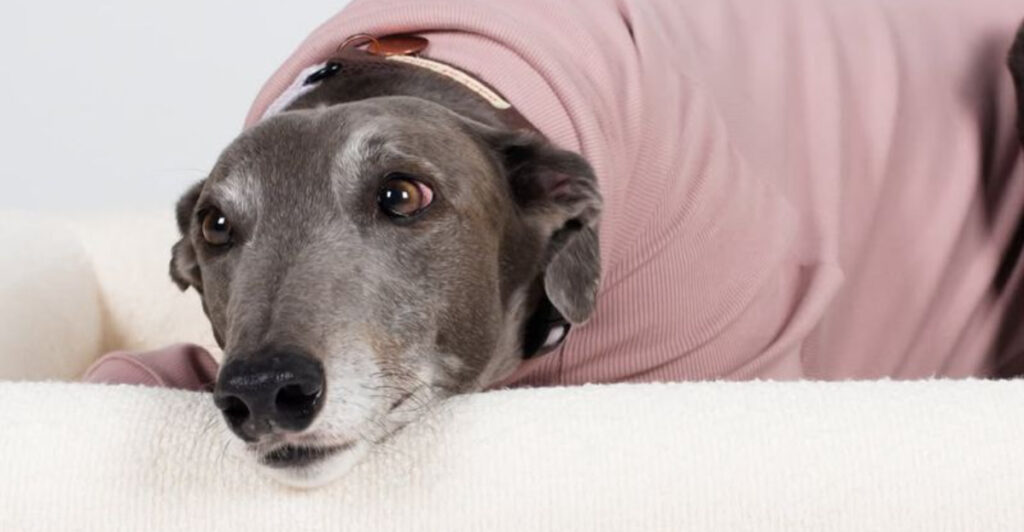 20 Highly Sensitive Dog Breeds That Feel Everything Deeply (For Better ...