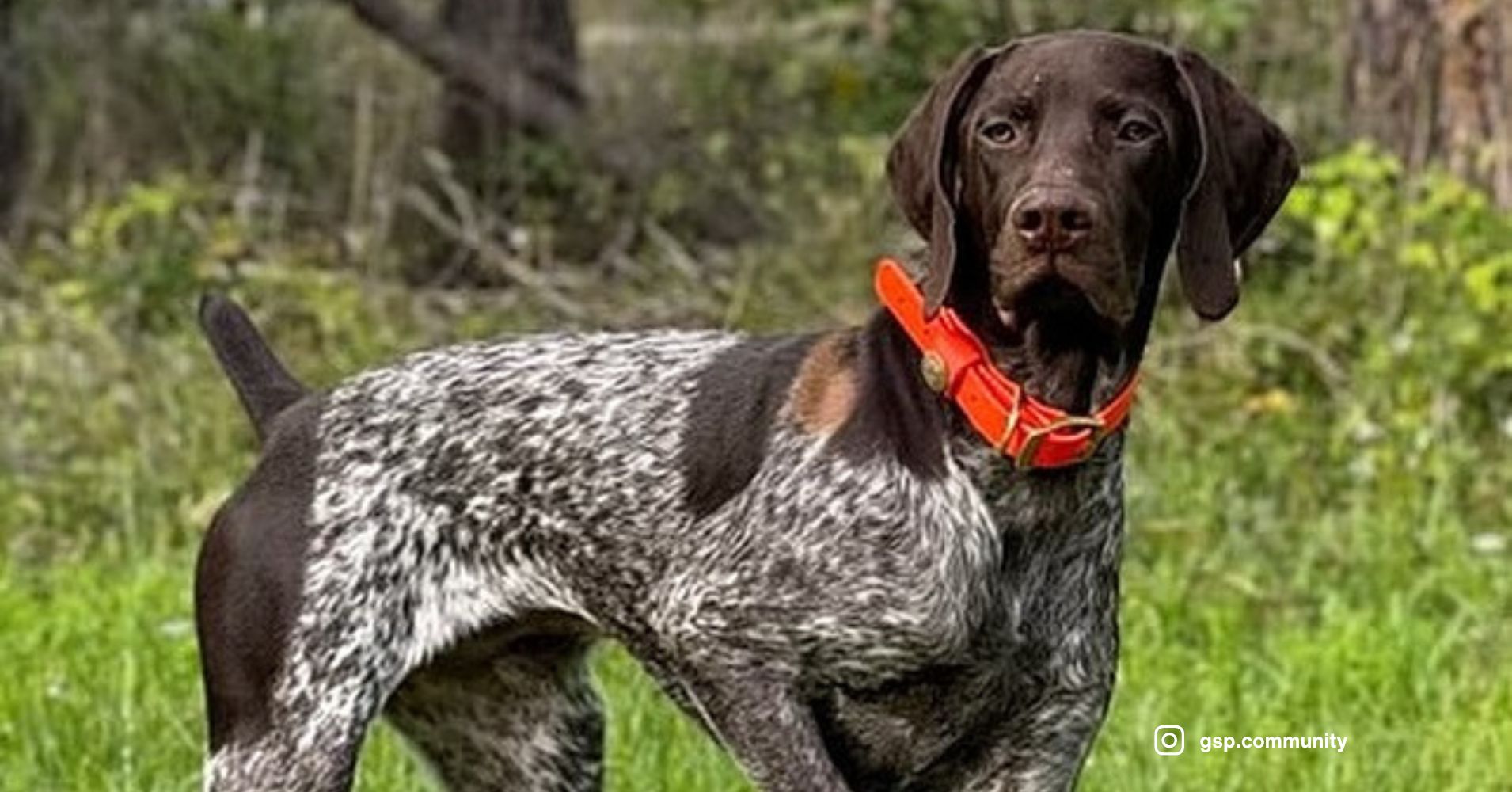22 Pros and Cons to Consider Before Getting a German Shorthaired ...