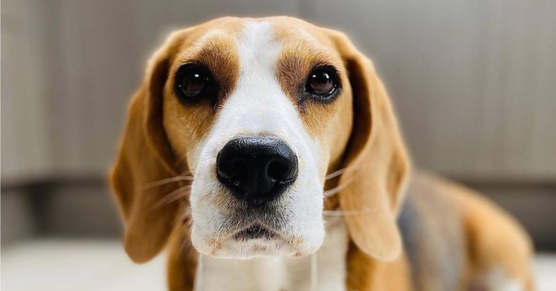 23 Exceptionally Patient Dog Breeds That Handle Just About Anything ...