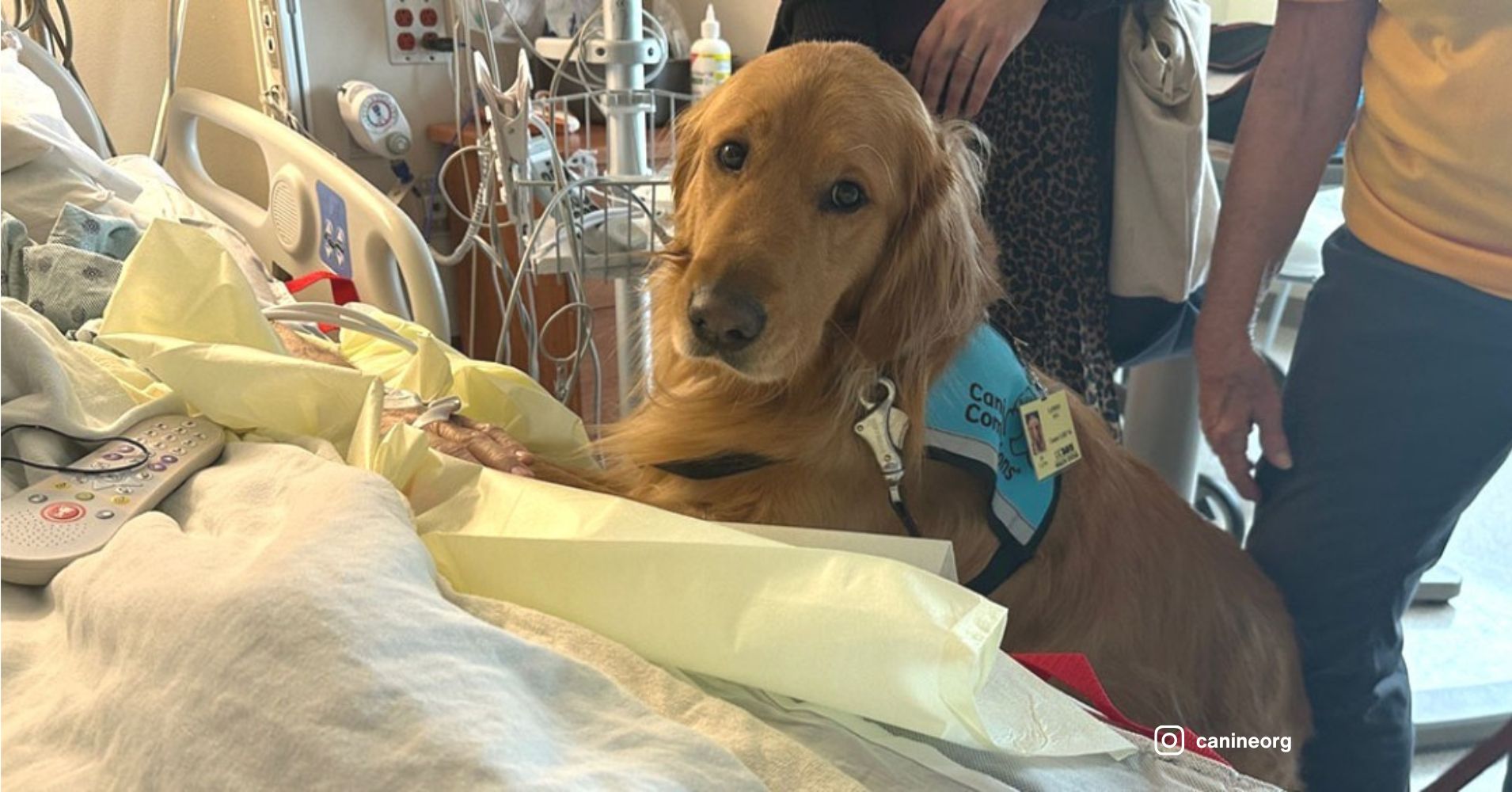 24 Dog Breeds That Excel as Emotional Support Companions - Epic dogs tales