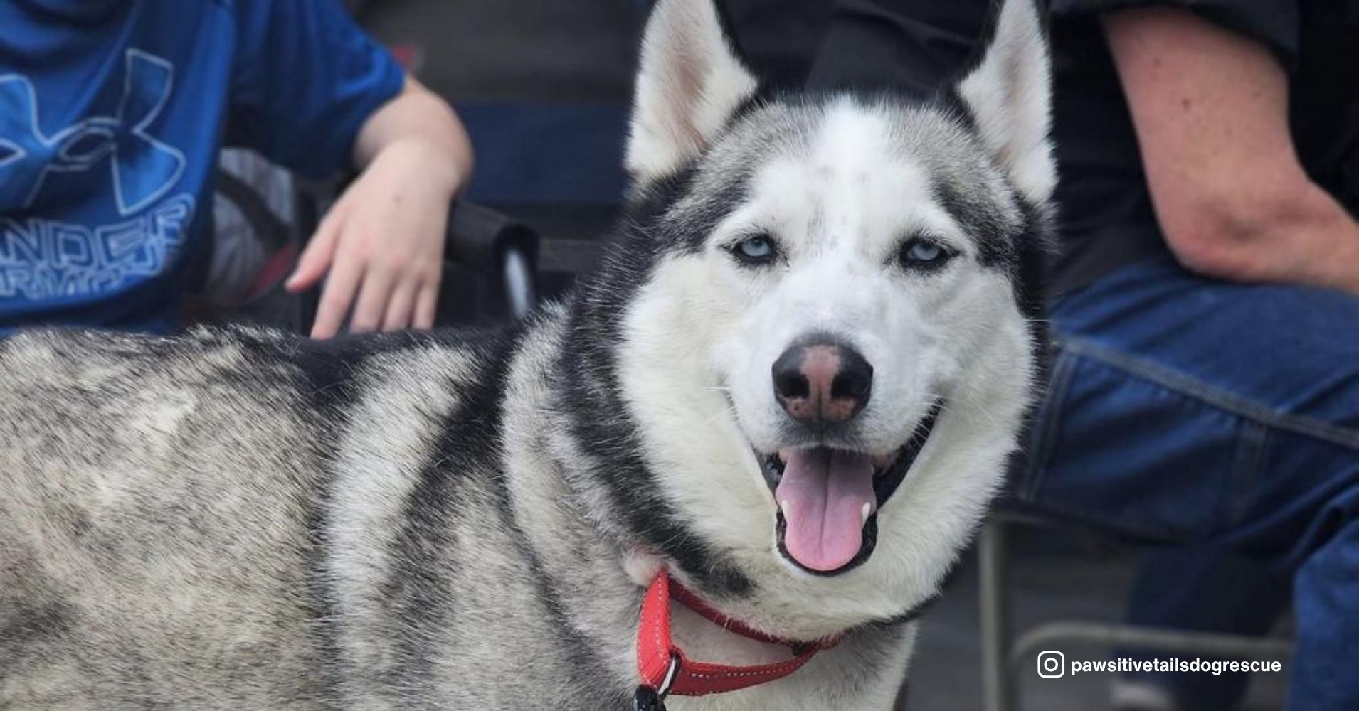 25 Challenging Dog Breeds That Aren’t Ideal for Impatient Owners - Epic ...