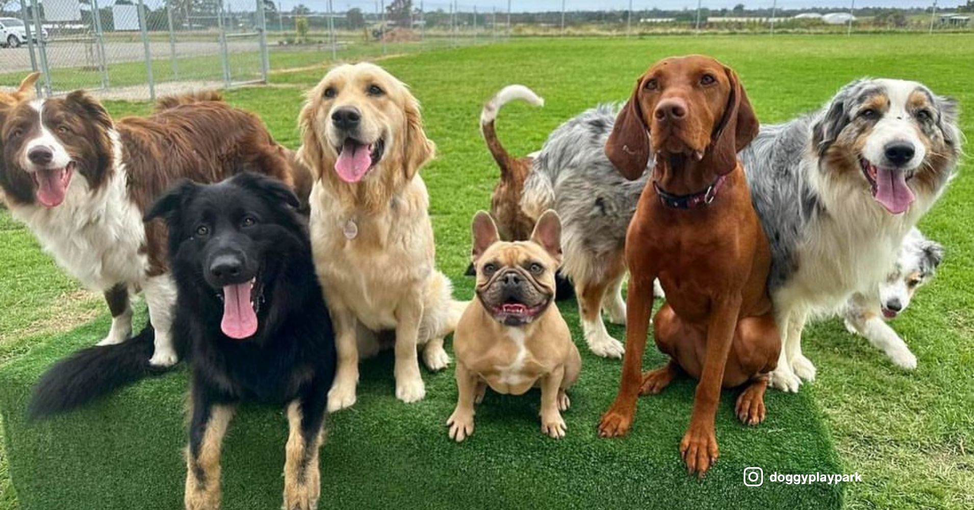 25 Dog Breeds That Bond More with Other Dogs Than Humans - Epic dogs tales