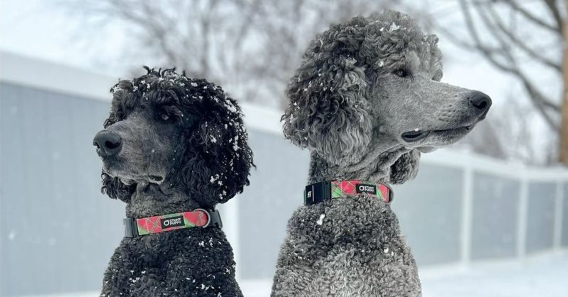 25 High-Maintenance Dog Breeds That Require Extra Time and Effort ...