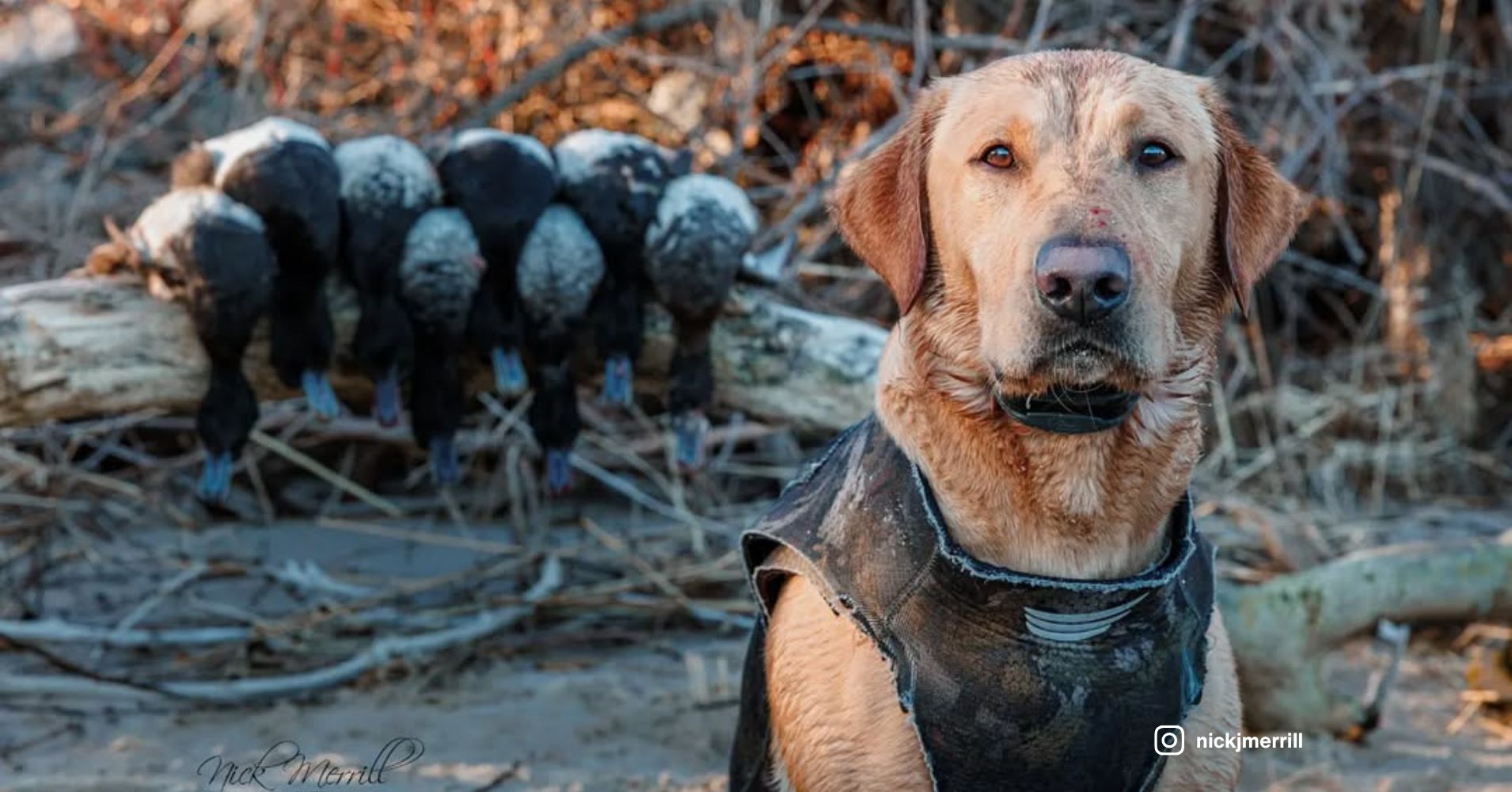 25 Hunting Dog Breeds Trained to Tackle Unusual Wild Game - Epic dogs tales