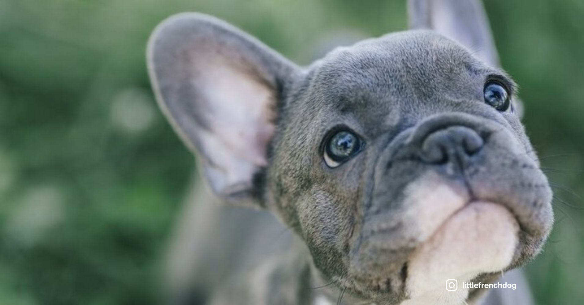 25 Ideal Dog Breeds for Those Seeking a Calm and Relaxed Companion ...