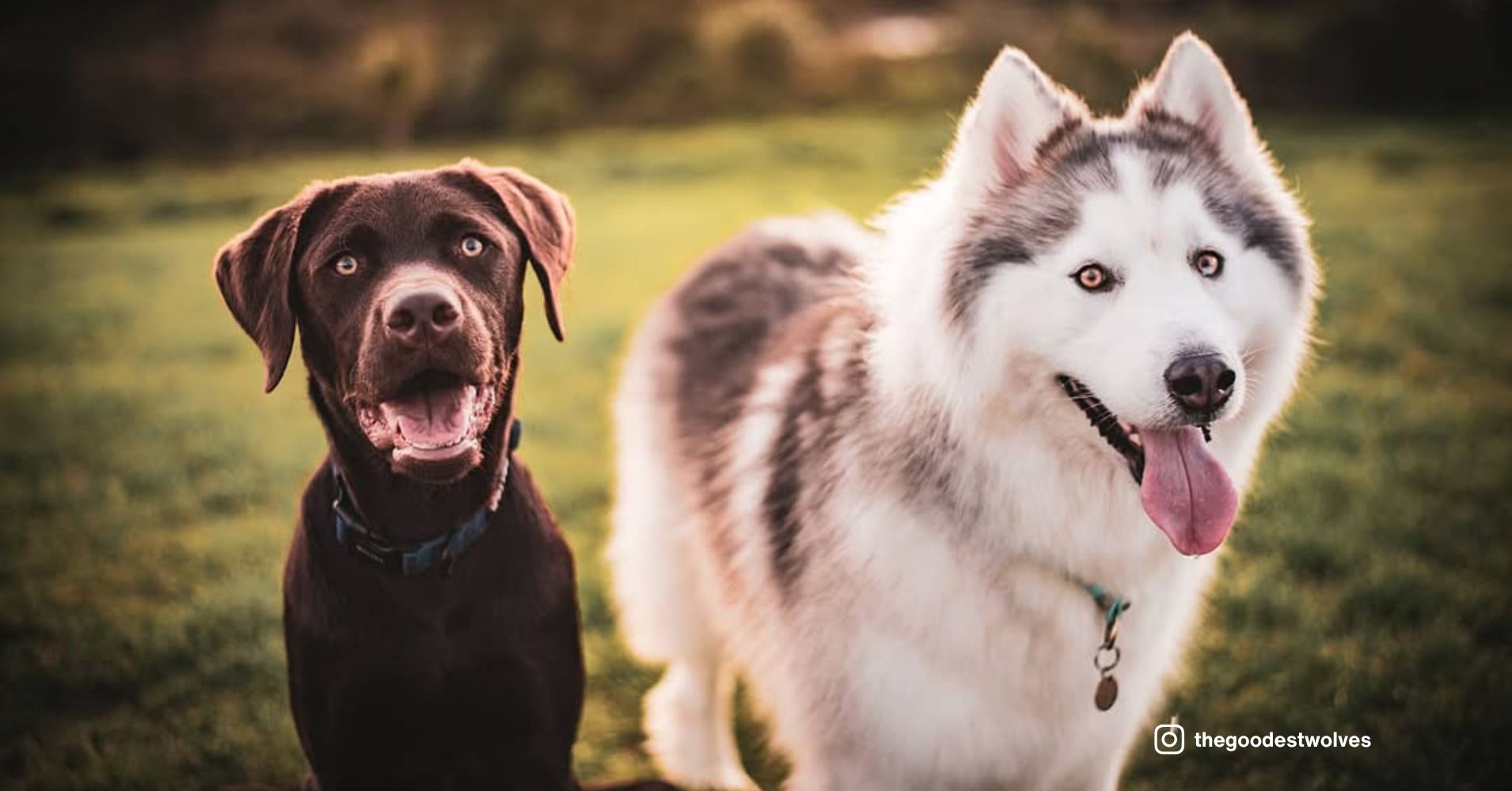 25 Incredibly Gentle Dog Breeds That Are True Sweethearts - Epic dogs tales