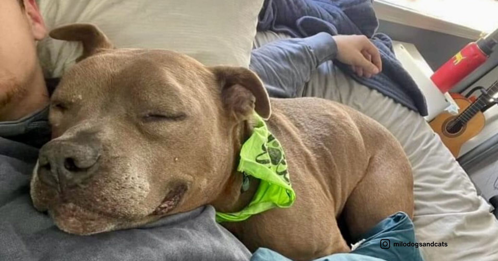 25 Laid-Back Dog Breeds Perfect for a Relaxed Lifestyle - Epic dogs tales