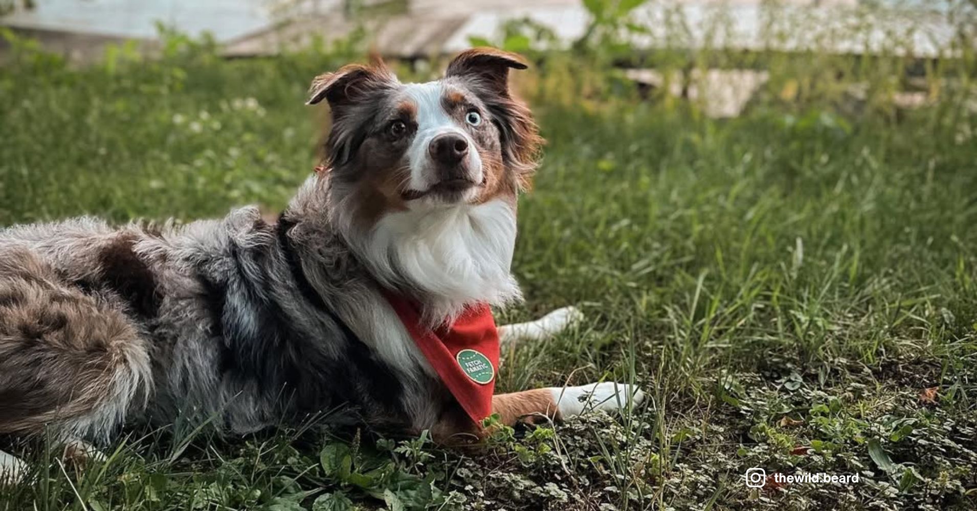 25 Overhyped Dog Breeds That Might Not Be the Best Fit for Everyone ...