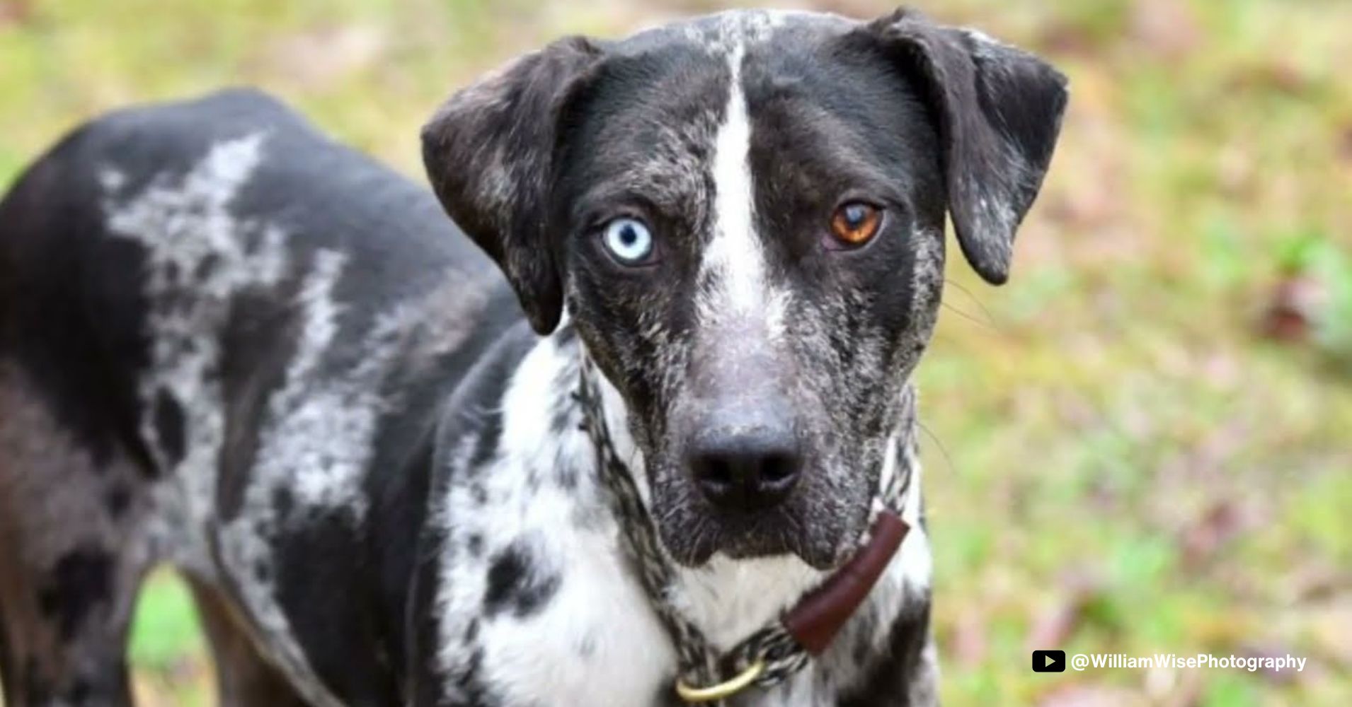 25 Overlooked Dog Breeds That Struggle to Get Adopted – and Why They ...