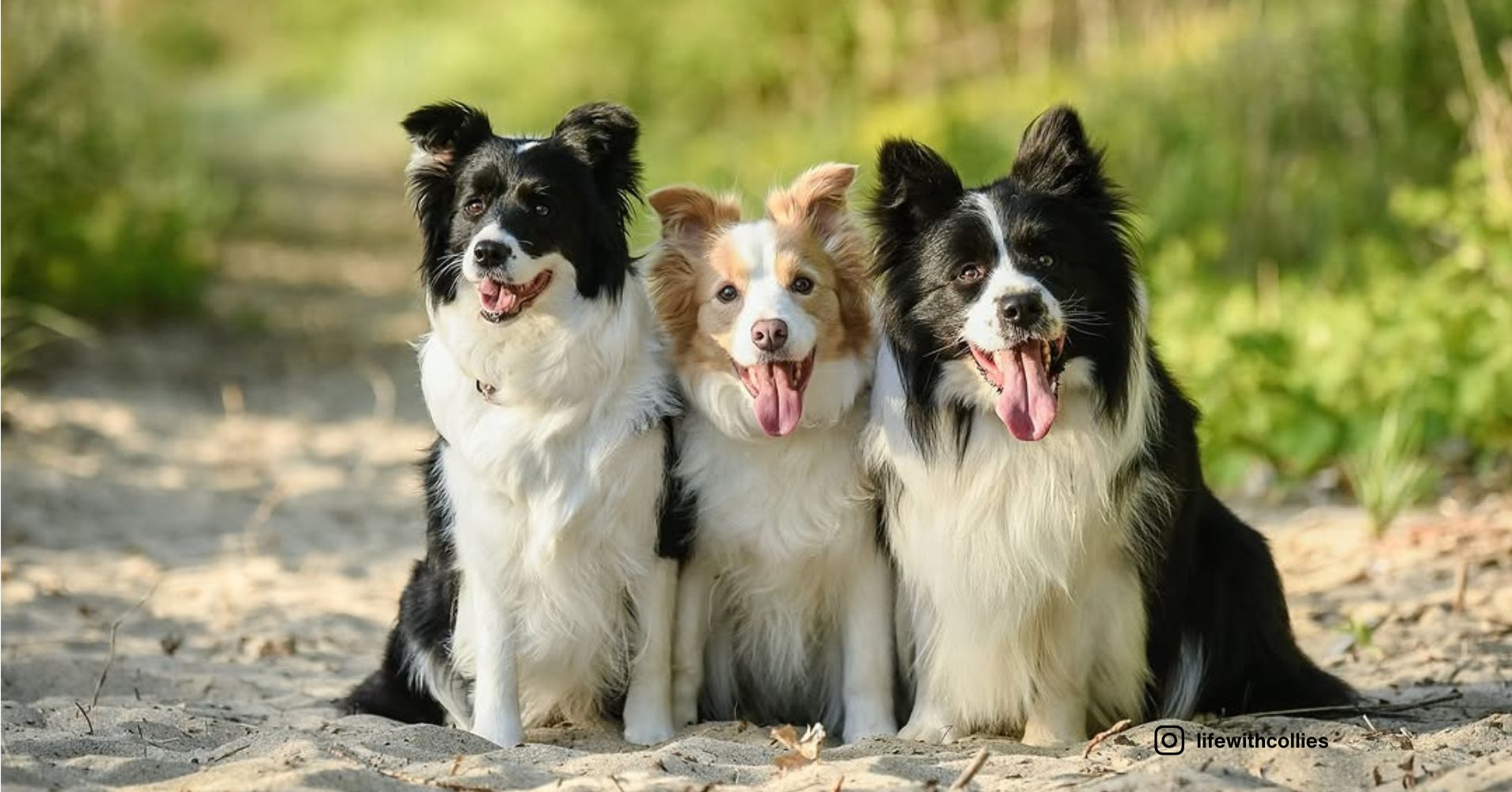 26 Dog Breeds Undergoing Remarkable Evolution Right Before Our Eyes ...