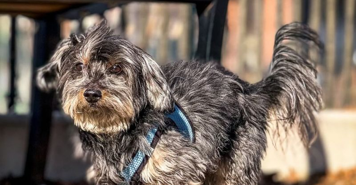 26 Emotionally Sensitive Dog Breeds That Feel Everything Deeply—for ...