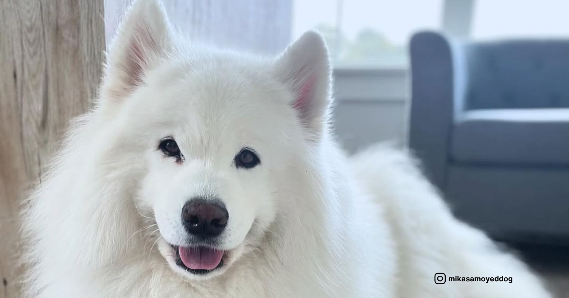 26 Extra-Fluffy Dog Breeds That Look Like Adorable Walking Cloud Puffs ...