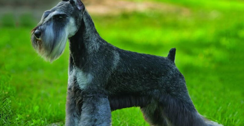 27 Smartest Small Dog Breeds That Prove Big Intelligence Comes in Tiny ...