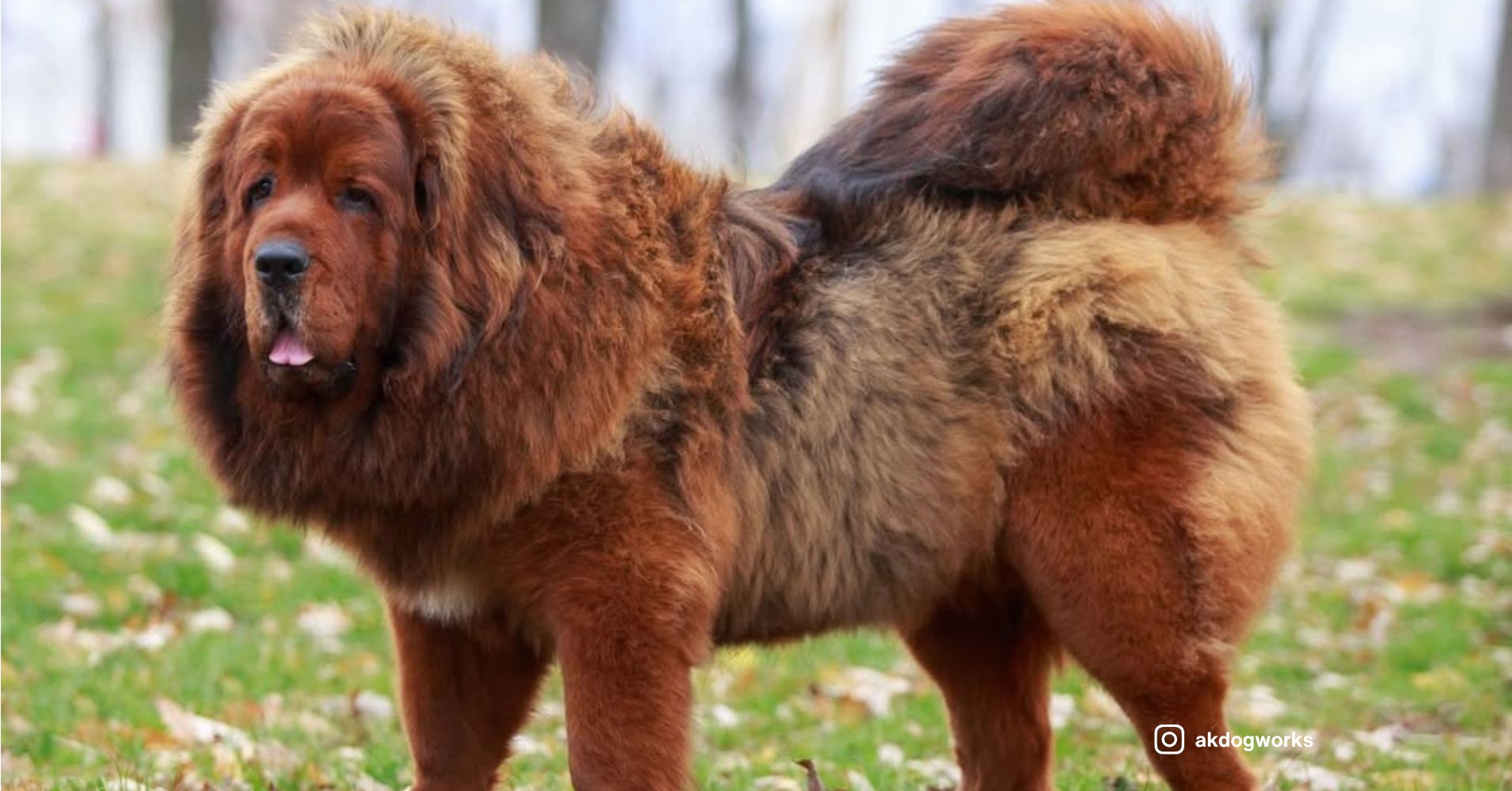 28 Giant Dog Breeds with Expert Advice on Care and Training - Epic dogs ...