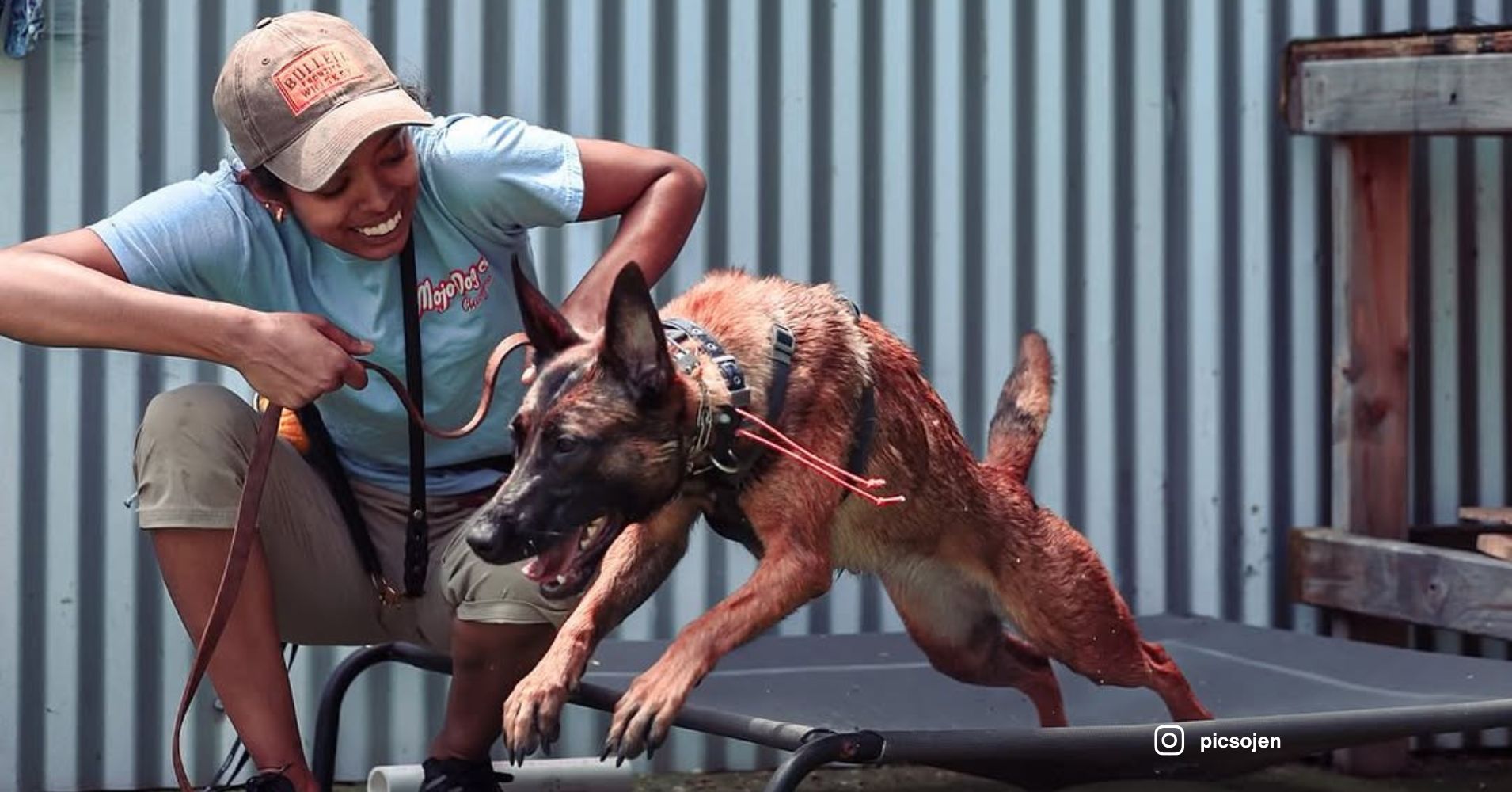 28 Highly Obedient Dog Breeds That Are Incredibly Easy to Train - Epic dogs tales