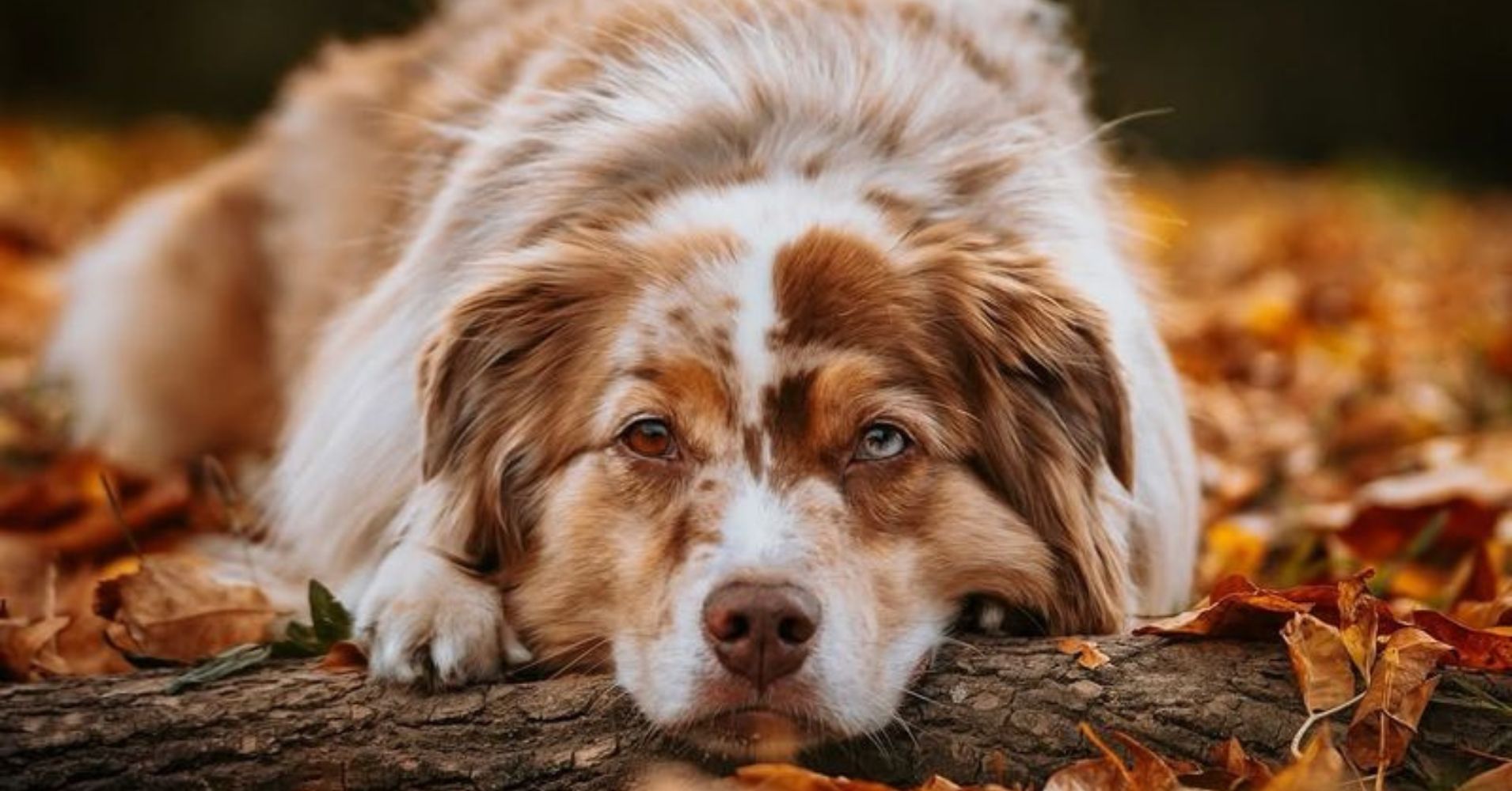 30 Breathtakingly Beautiful Dog Breeds from Around the World - Epic ...