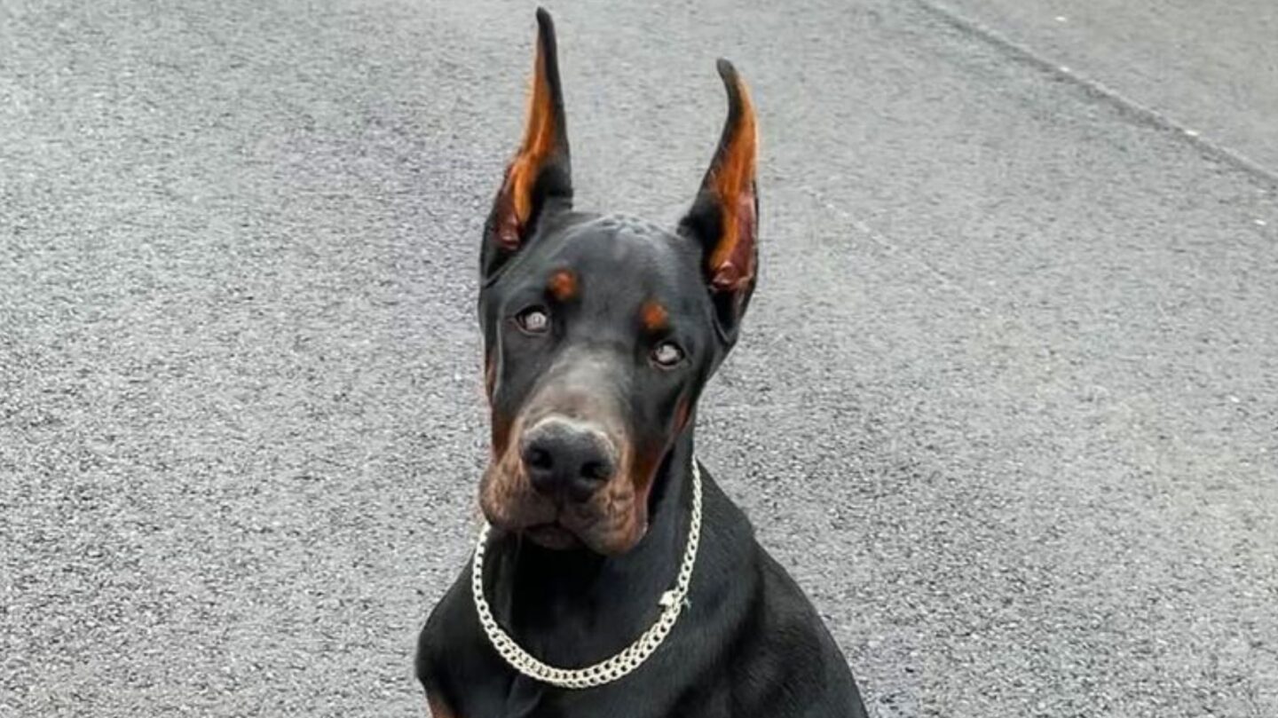 5 Dog Breeds That Rely on You for Safety – and 14 That Will Defend You ...