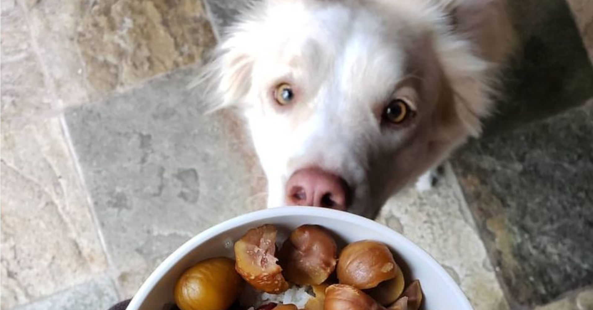 9 Nuts That Are Safe for Dogs to Eat – and 7 They Should Avoid - Epic ...