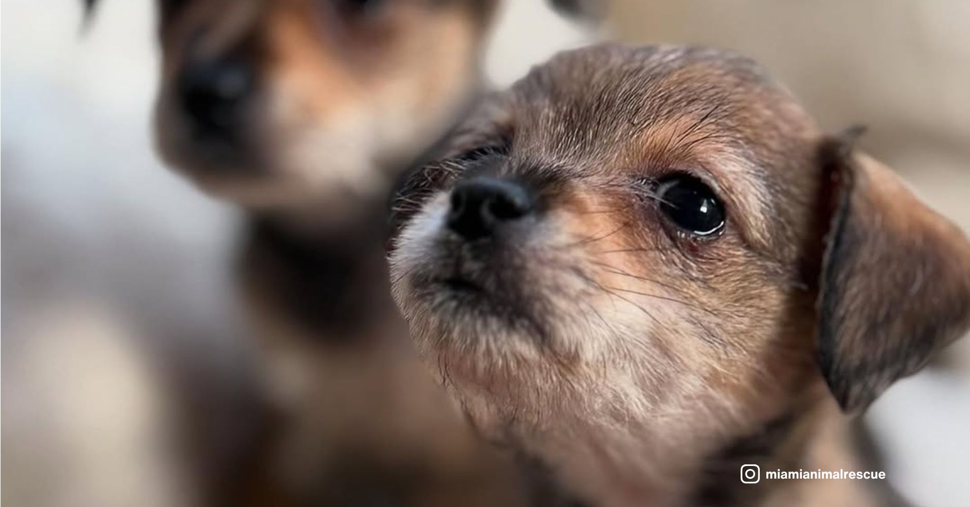 6 Toy Dog Breeds That Stay Tiny Forever – Plus 15 More Small Pups with ...