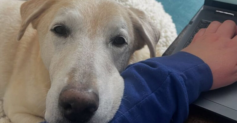 8 Dog Breeds That Naturally Excel as Emotional Support Animals - Epic ...