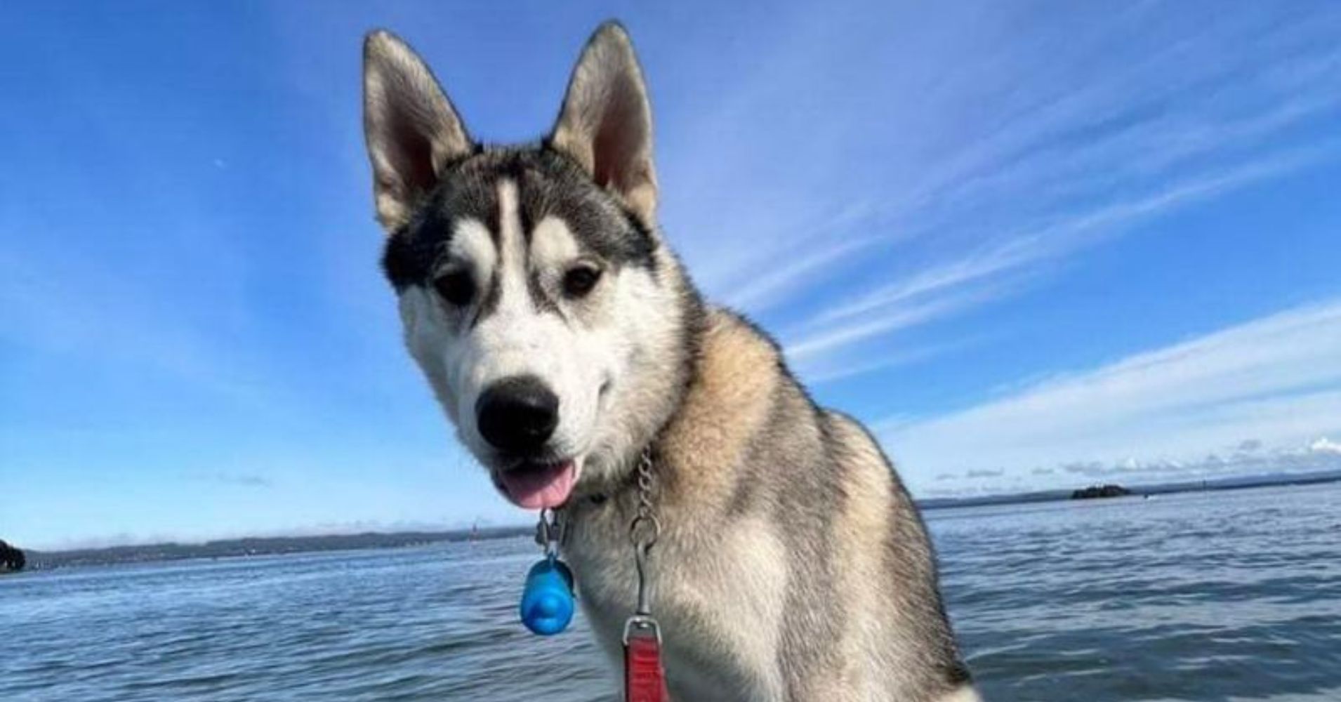 9 Adventurous Dog Breeds That Are Always Ready to Explore - Epic dogs tales