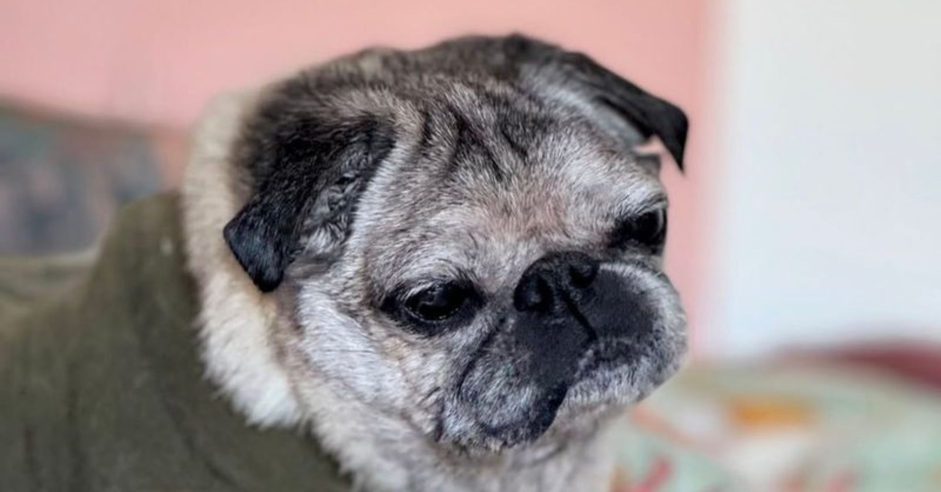 25 Best Dog Breeds for Those Who Love to Cuddle Nonstop - Epic dogs tales