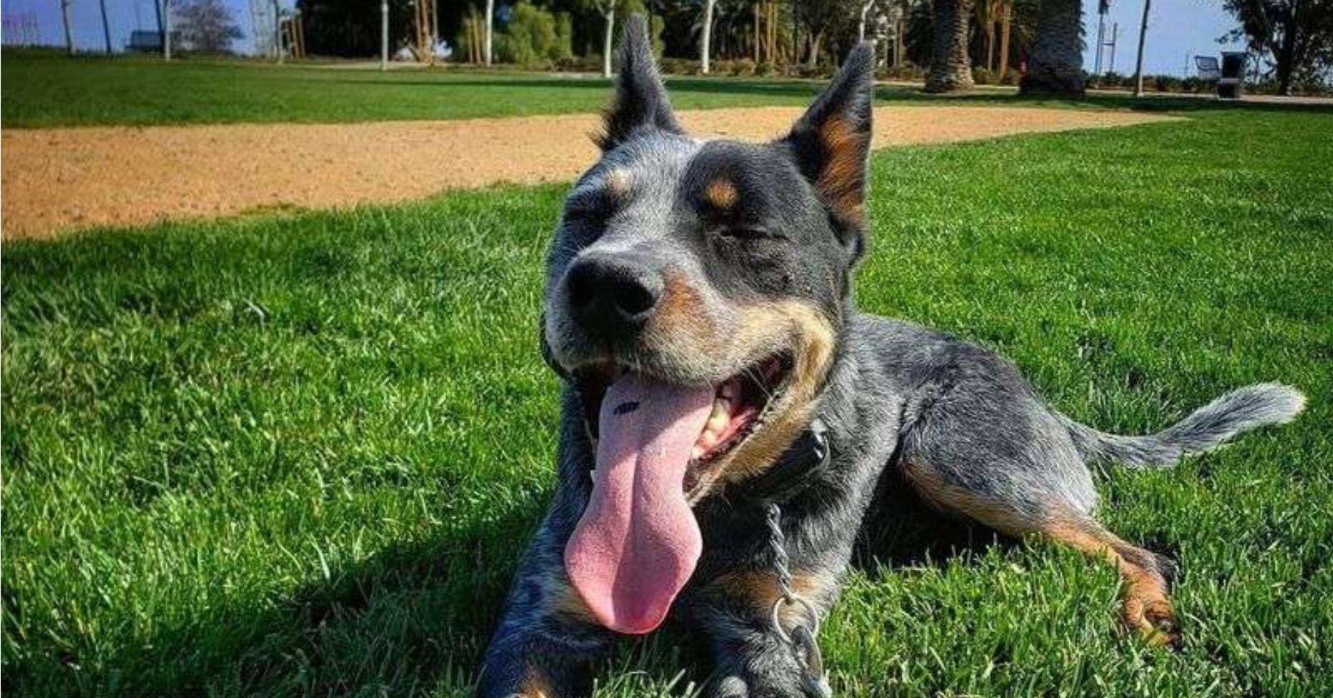 9 Dog Breeds with the Strongest Prey Drive - Epic dogs tales