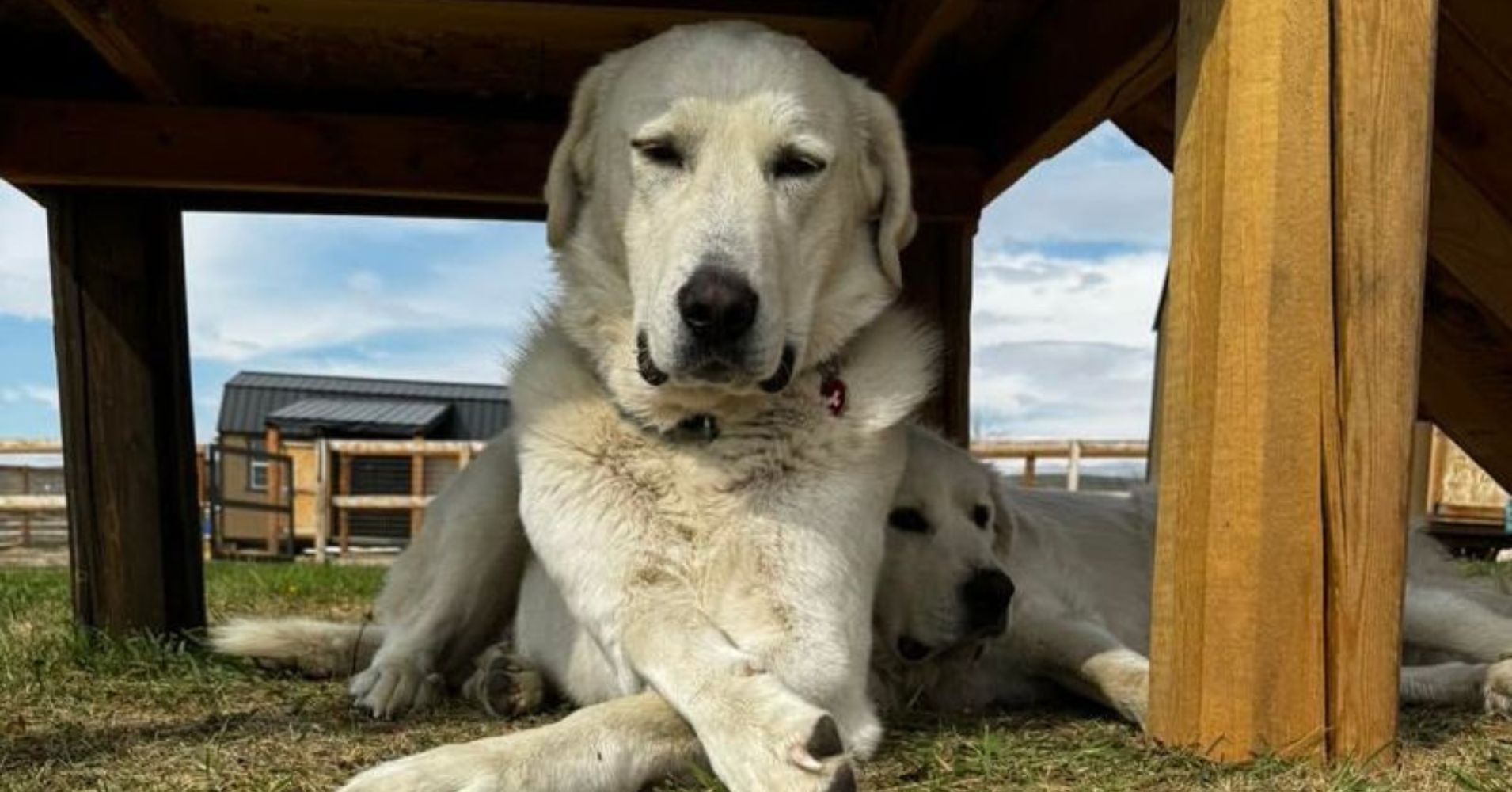 9 Heartwarming Ways Your Dog Acts Like a Furry Guardian Angel - Epic ...