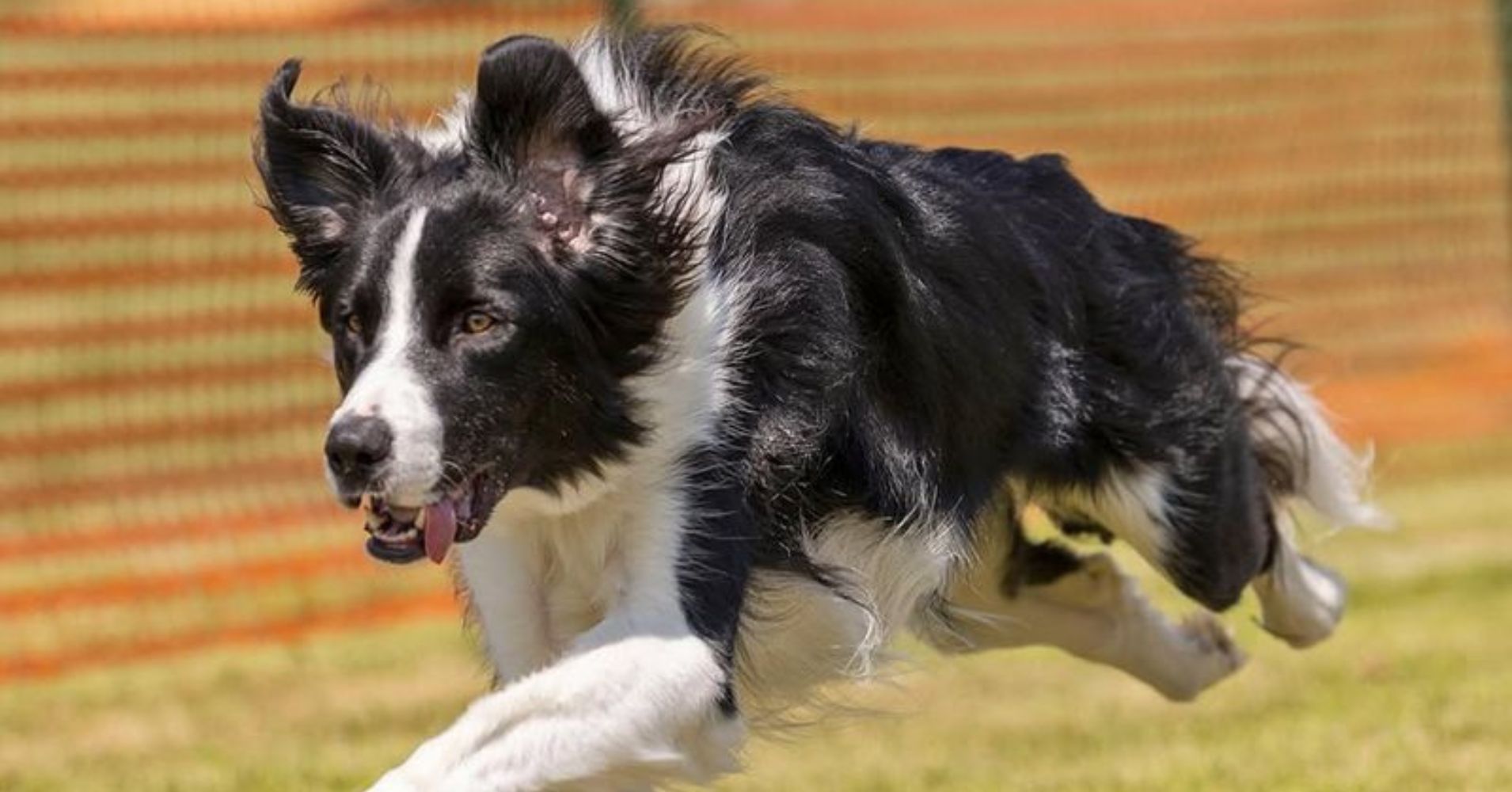 9 Lively Dog Breeds That Will Keep Life Exciting Every Day - Epic dogs ...