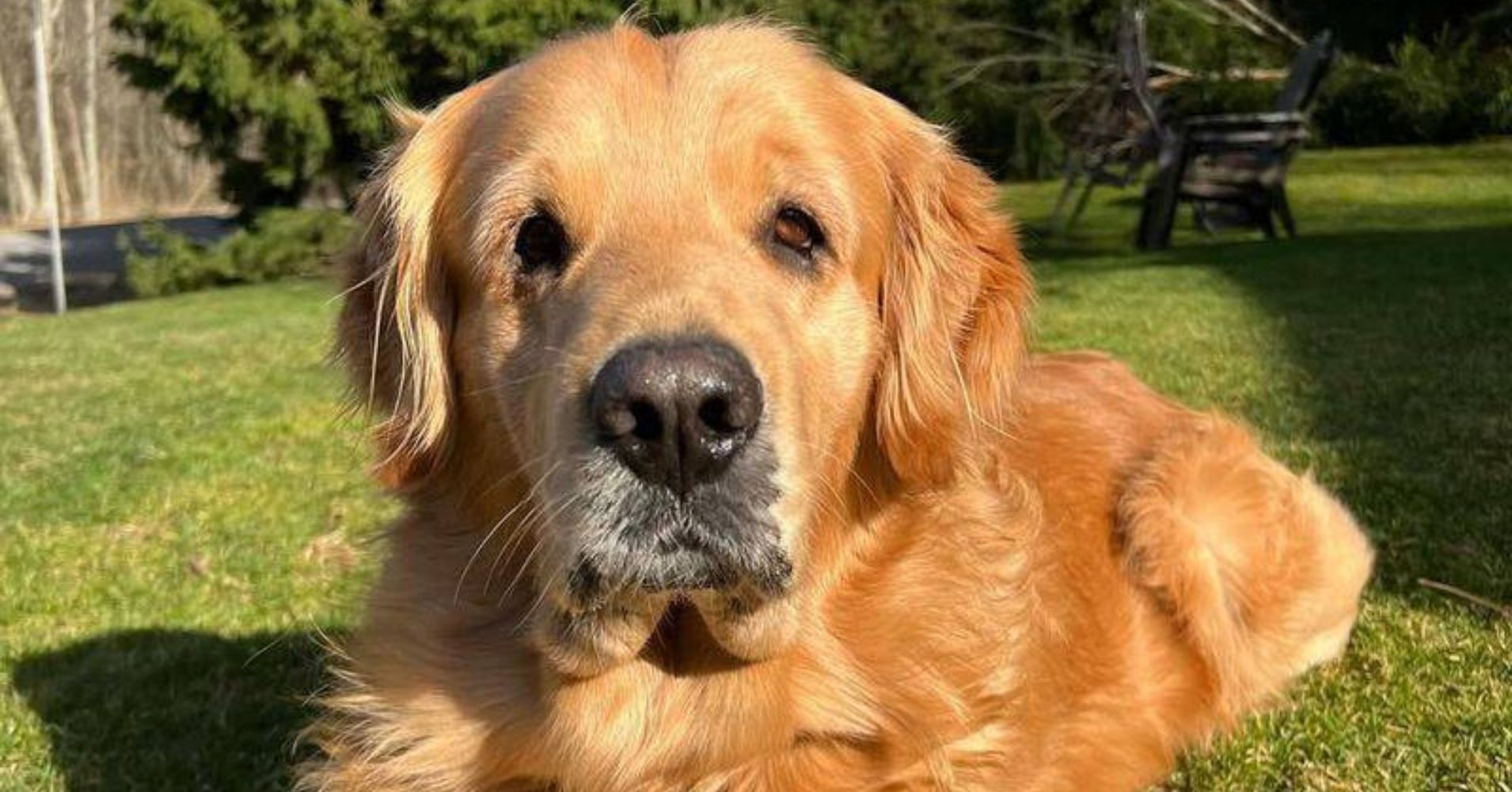 9 Loyal Dog Breeds That Will Stand by Your Side No Matter What - Epic ...