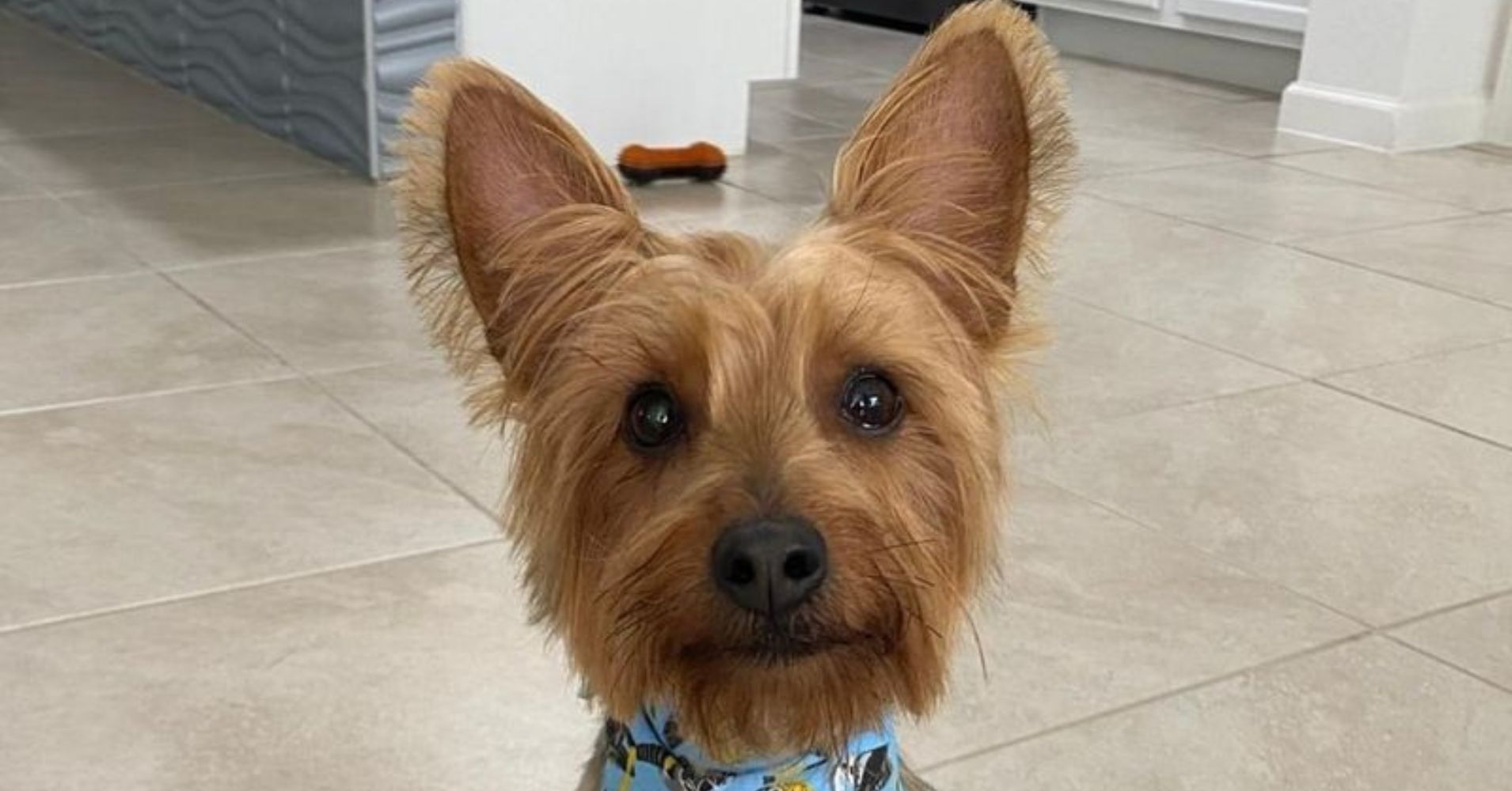 25 Small Dog Breeds with Outsized Attitudes and Big Personalities ...