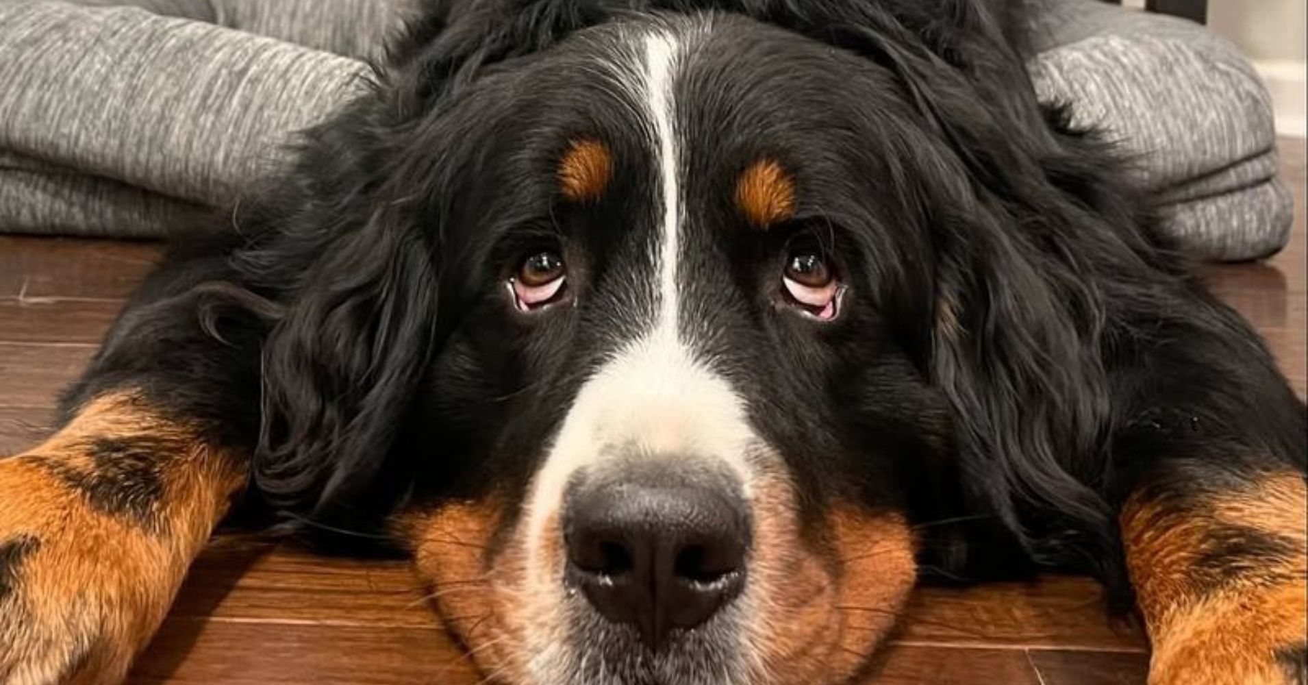 9 Tough-Looking Dog Breeds That Are Gentle Giants at Heart - Epic dogs ...