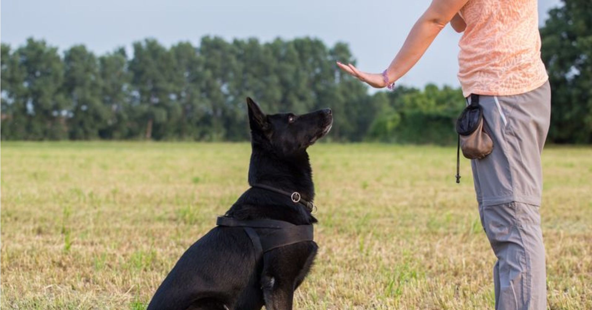 Doggie Drama: 17 Things You're Doing That Are Ticking Off Your Pup ...