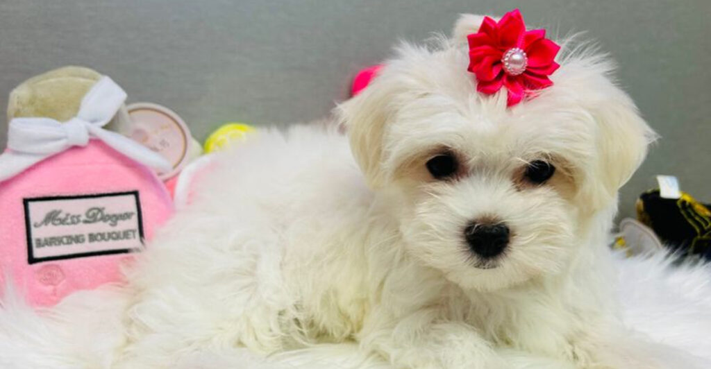 The 25 Cutest Dog Breeds Ranked — Get Ready to Say ‘Awww’ - Epic dogs tales