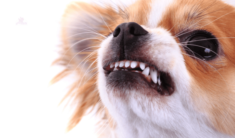 10 Dog Breeds Linked to Owner-Directed Aggression and 10 That Are ...