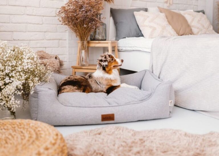 Has your dog been through something stressful? Here’s how to help them ...