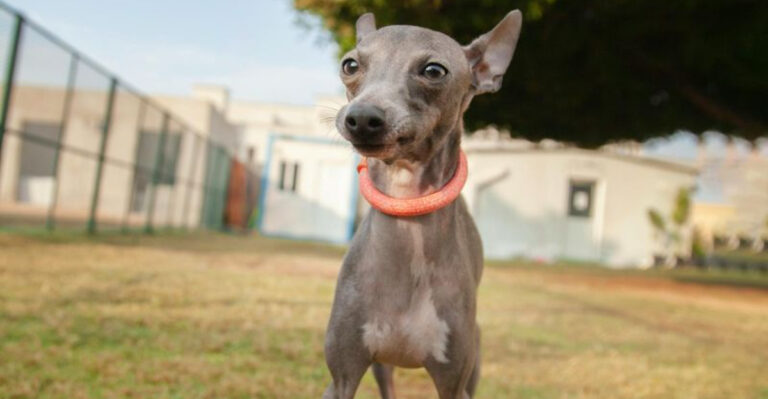 10 Messy Dog Breeds That Require Constant Cleaning and 10 That ...