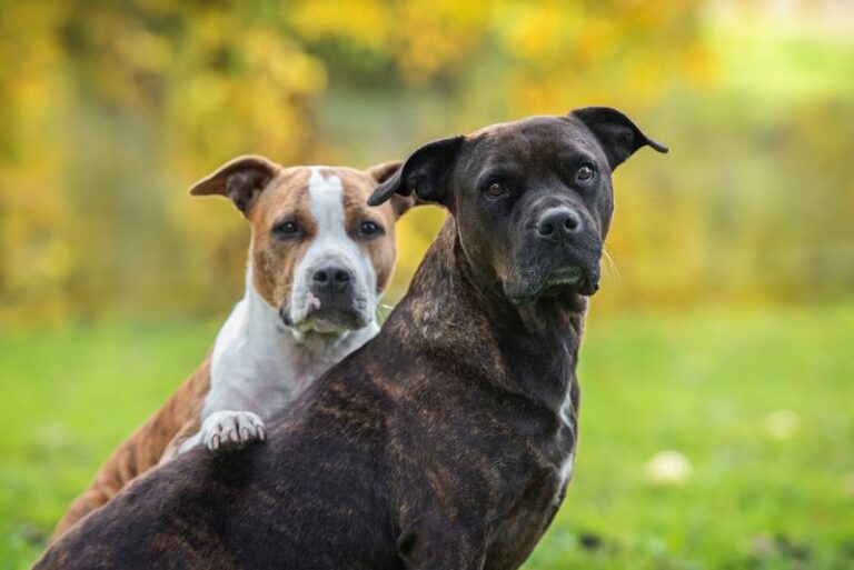 10 Reasons Why American Staffordshire Terriers Deserve a Second Look ...