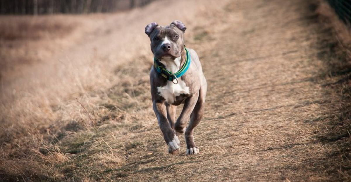 10 Reasons Why American Staffordshire Terriers Deserve a Second Look ...