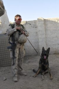 10 Specialized Military Dog Roles — And the Breeds That Excel at Them ...