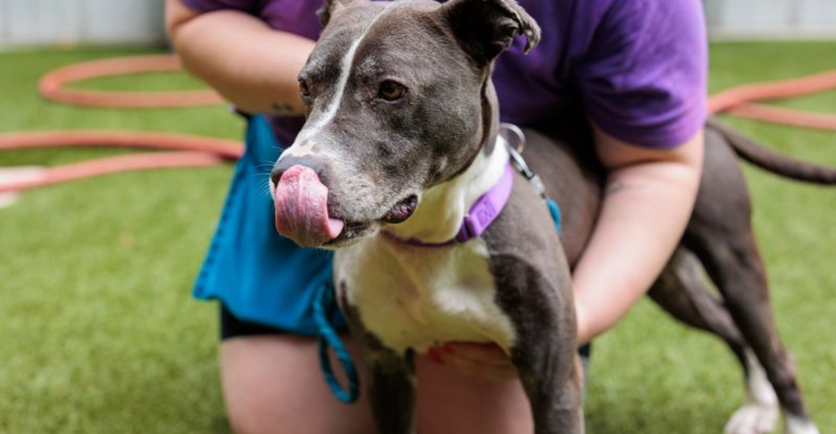 11 Honest Reasons Why Some Dogs Are Returned After Adoption – And How ...